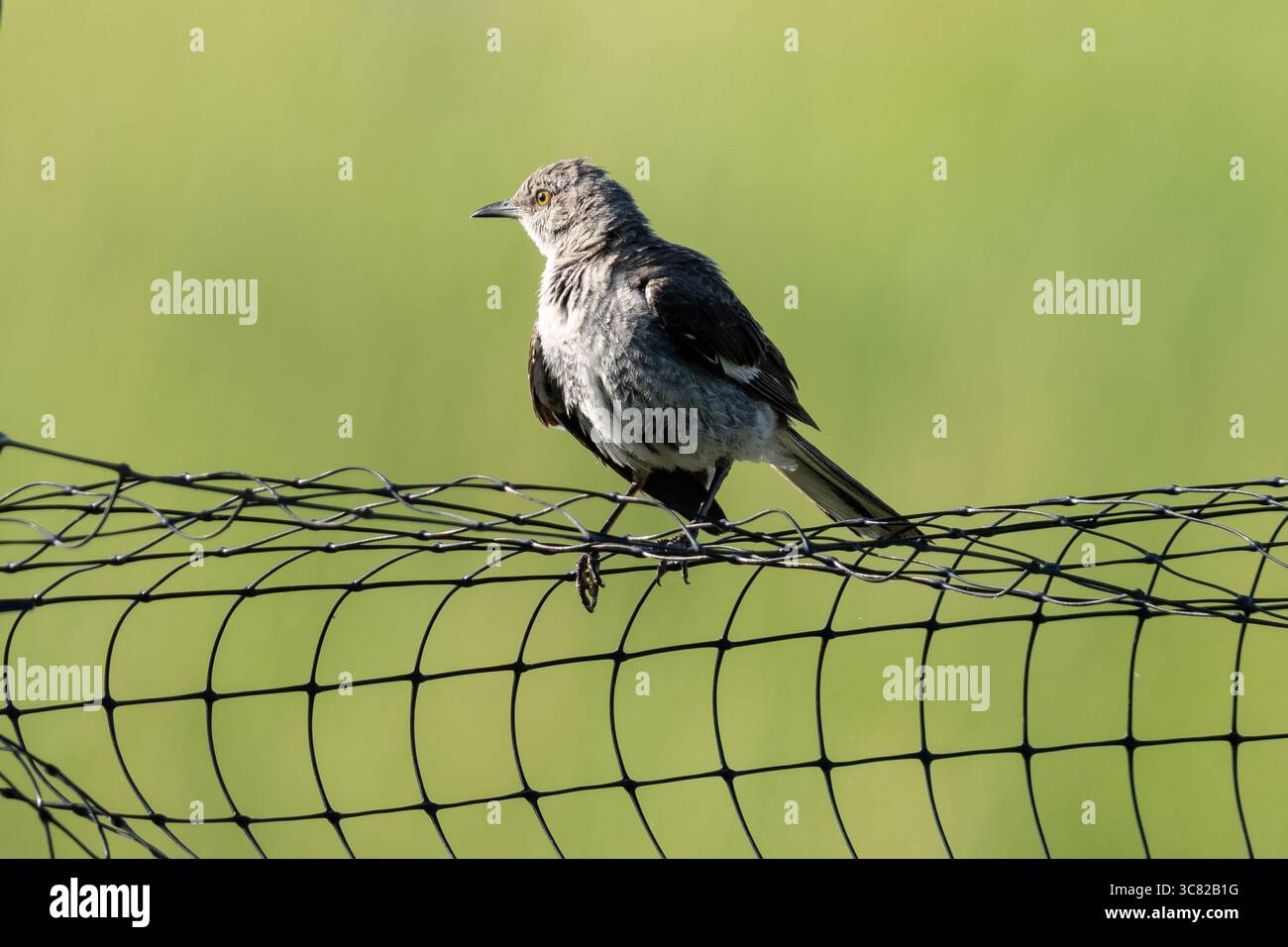Northern Mockingbird known as common North American songbird sitting on ...