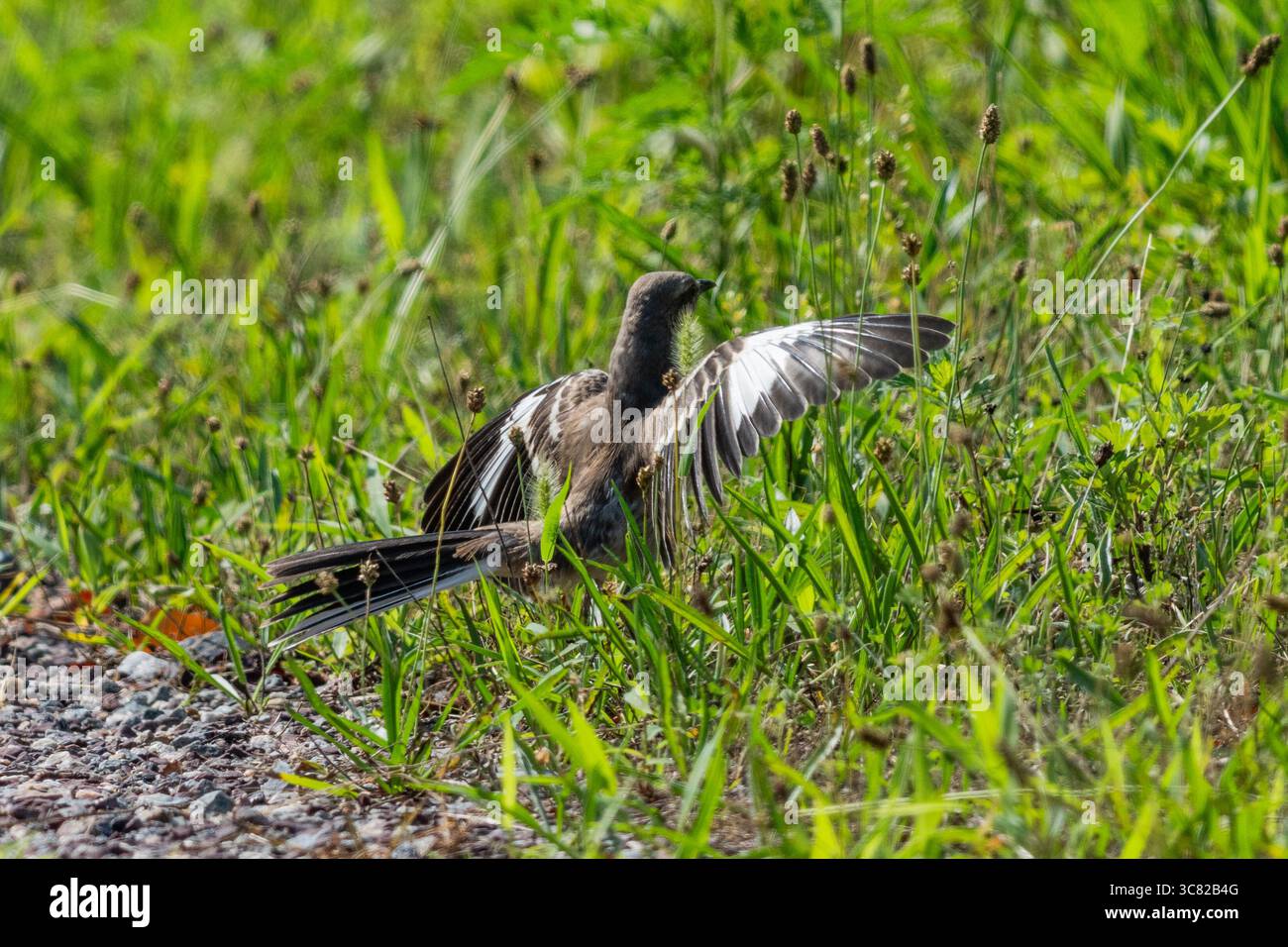 Northern Mockingbird known as common North American songbird opens ...