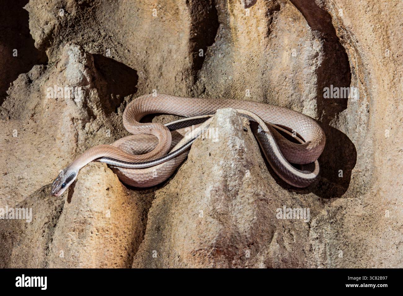 The cave racer (Elaphe taeniura ridleyi) is a subspecies of the ridley ...
