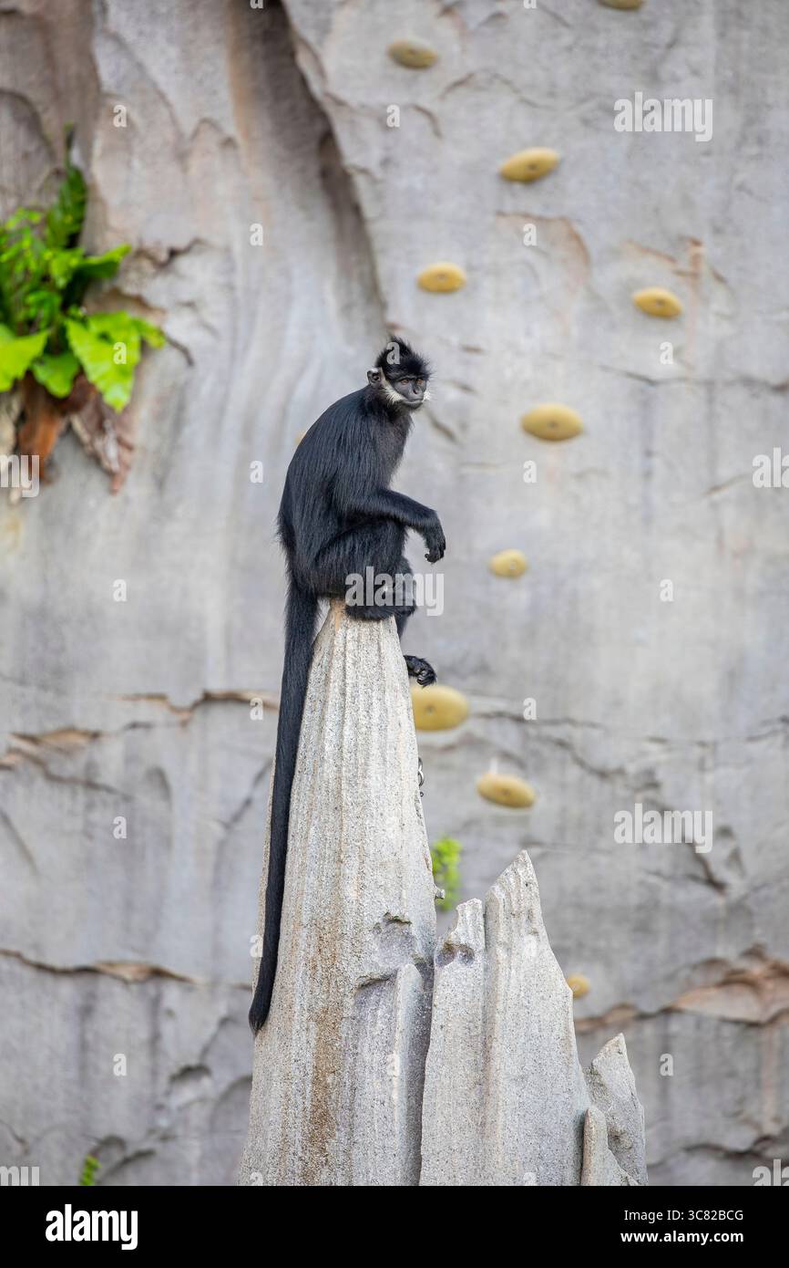 The François' langur (Trachypithecus francoisi) is a medium-sized ...