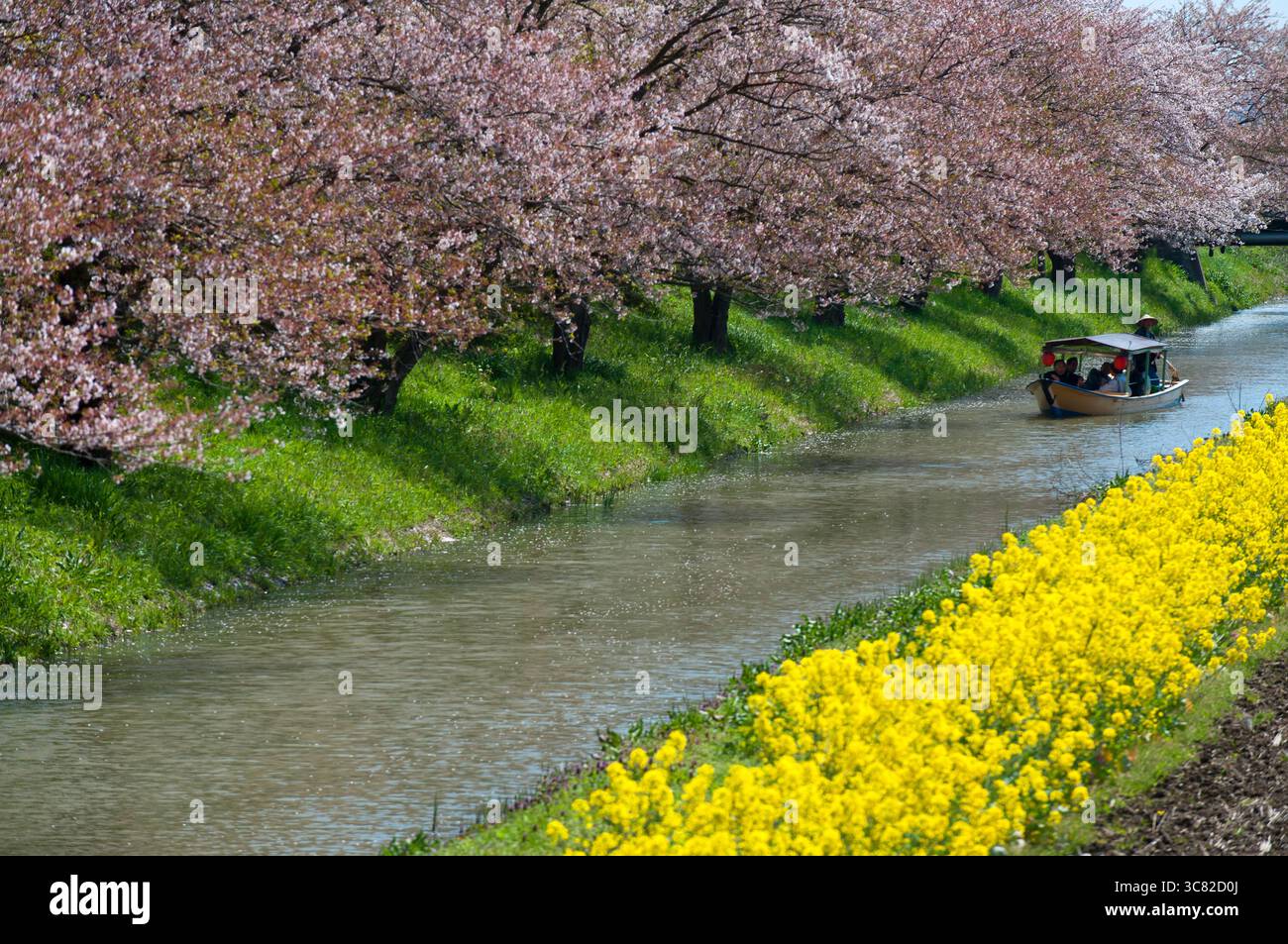Omihachiman Suigo Meguri (近江八幡水郷めぐり) human-powered canal boat cruise of ...