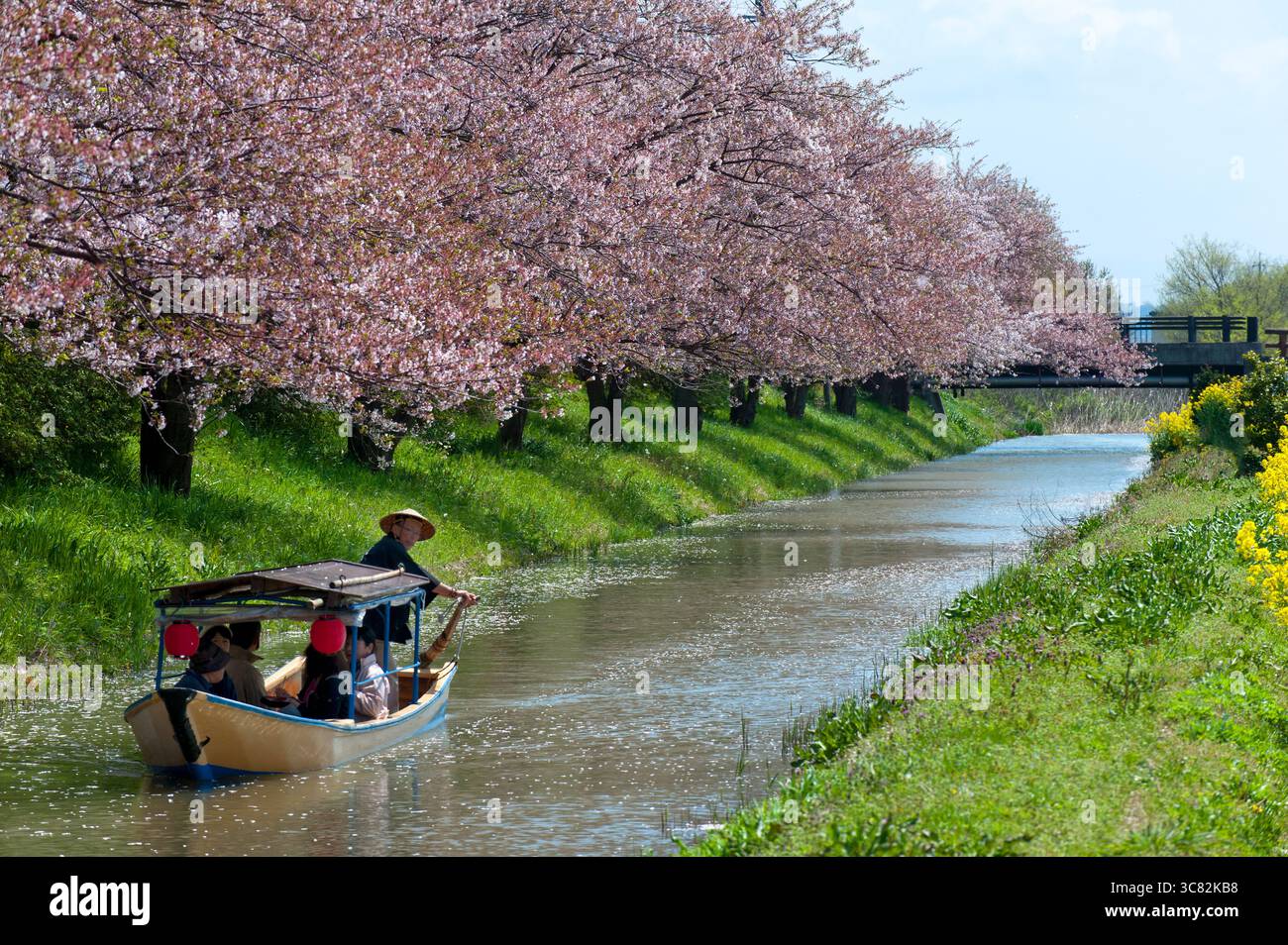 Omihachiman Suigo Meguri (近江八幡水郷めぐり) human-powered canal boat cruise of ...
