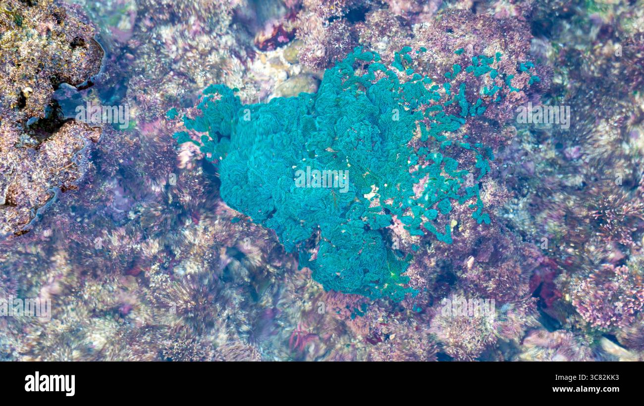 Green algae (Alga hijau, Chlorophyceae) on the coral reefs. Green algae ...