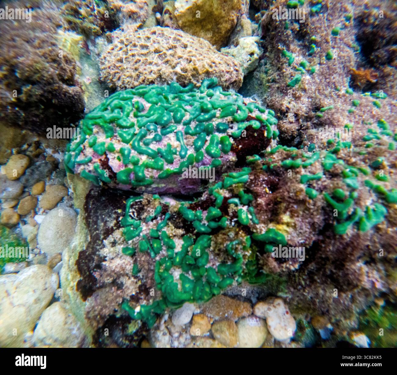 Green algae (Alga hijau, Chlorophyceae) on the coral reefs. Green algae ...