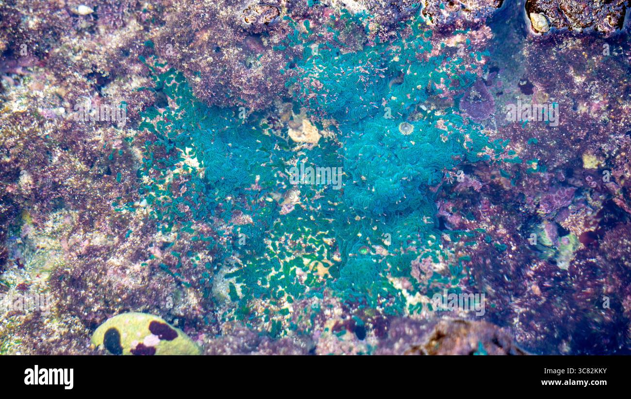 Green algae (Alga hijau, Chlorophyceae) on the coral reefs. Green algae ...