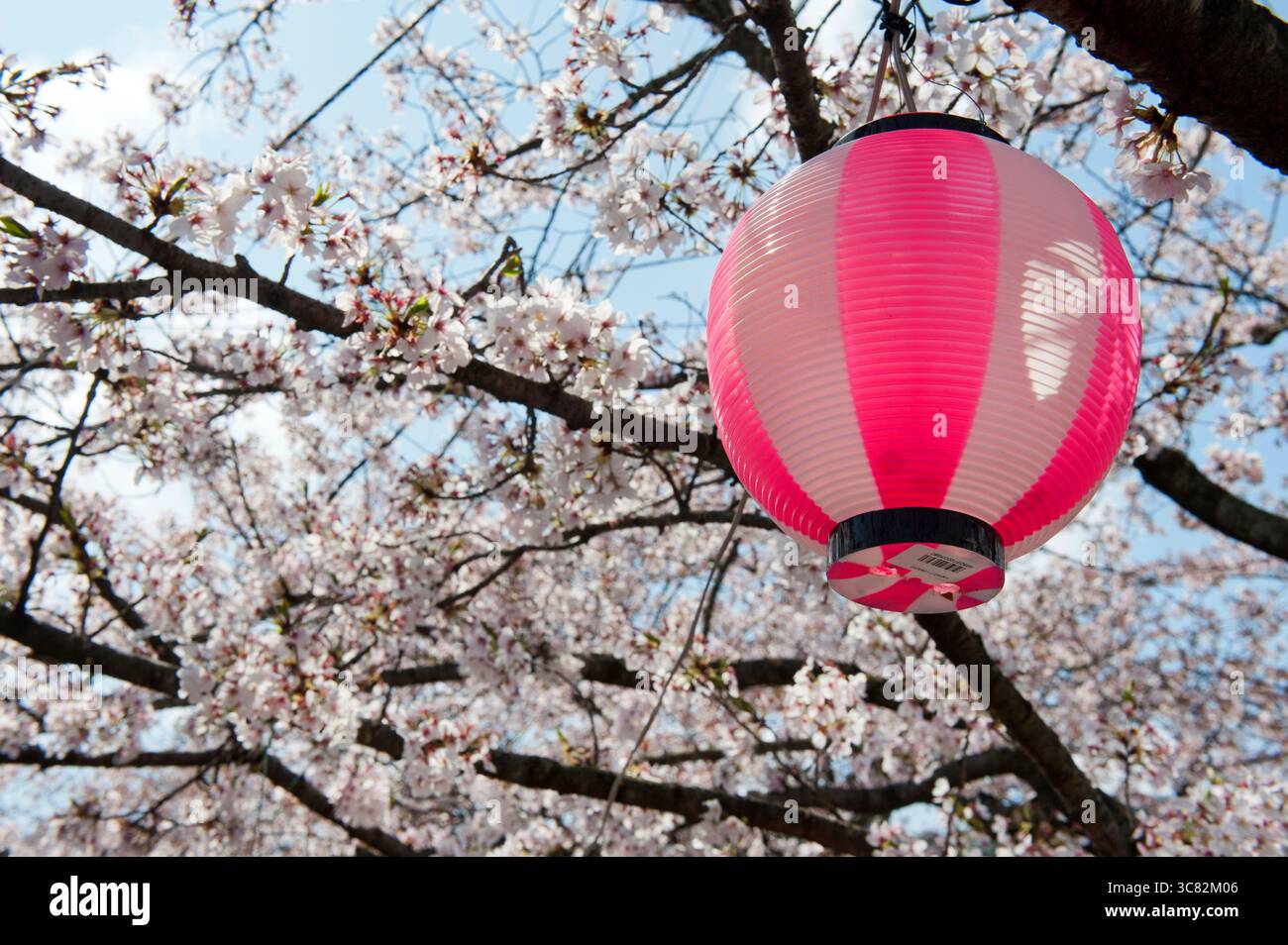 Japanese "chochin" lanterns hanging from branches of flowering Yoshino ...