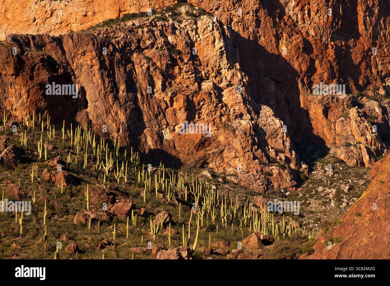 A March sunset casts a warm glow on ancient saguaro cactus and the ...