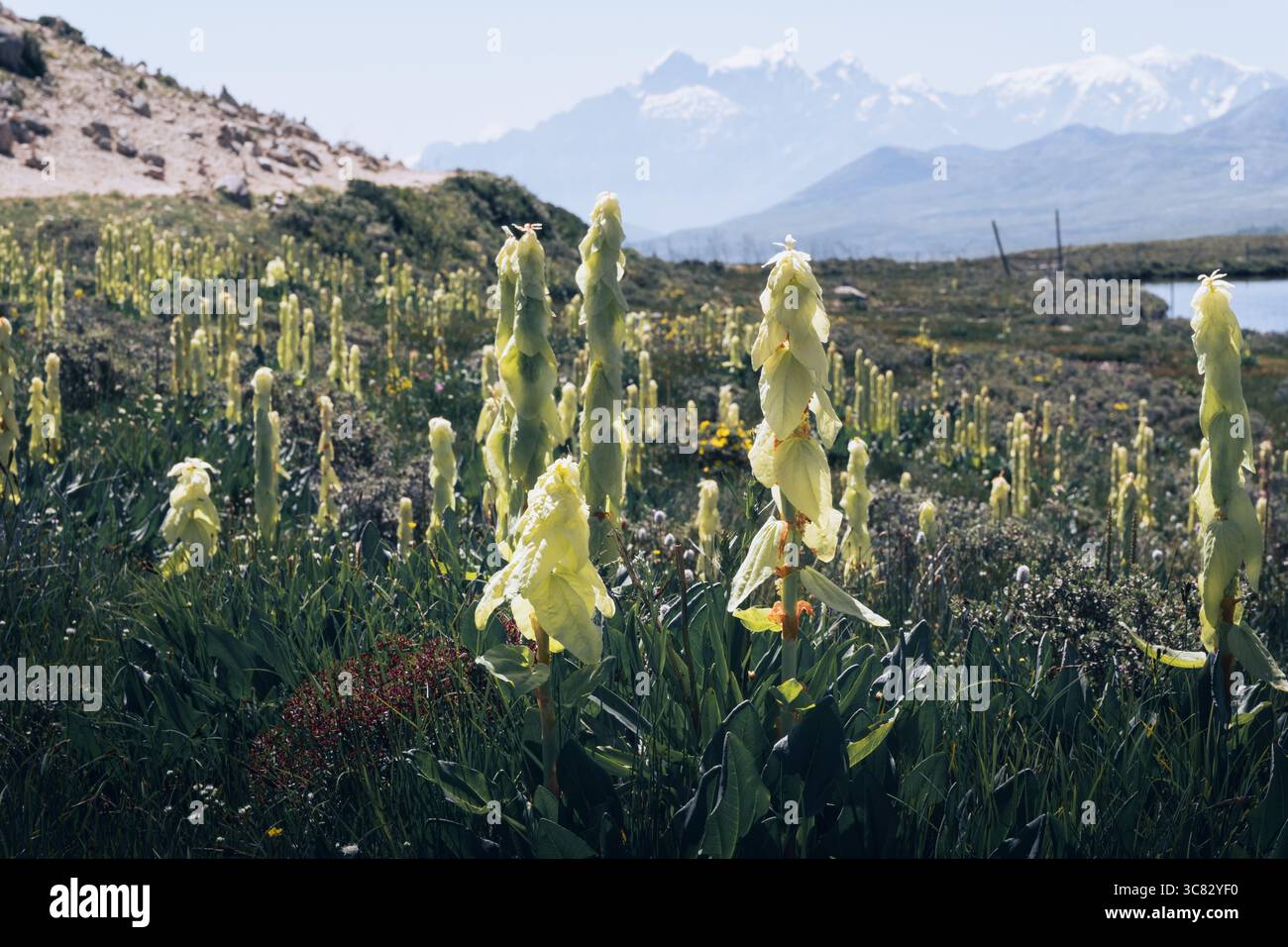 Sikkim rhubarb hi-res stock photography and images - Alamy