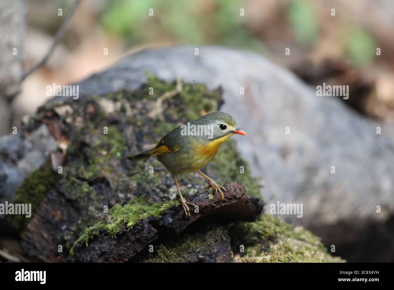 The red-billed leiothrix (Leiothrix lutea kumaiensis) is a member of ...