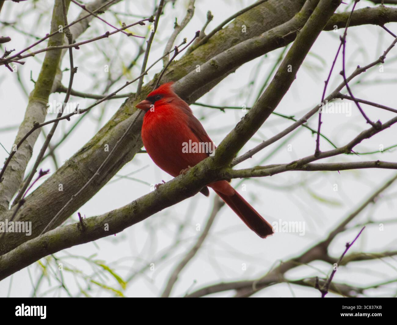 A vibrant male Northern Cardinal (Cardinalis cardinalis) perched on a ...