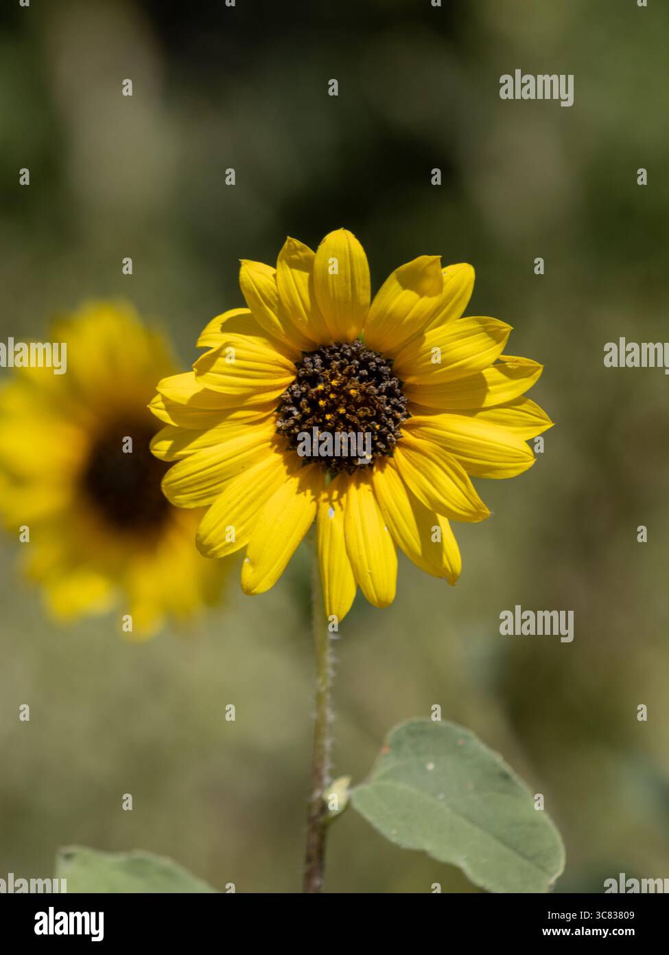 Single Sunflower Centered in a Bright Southern Landscape Stock Photo ...