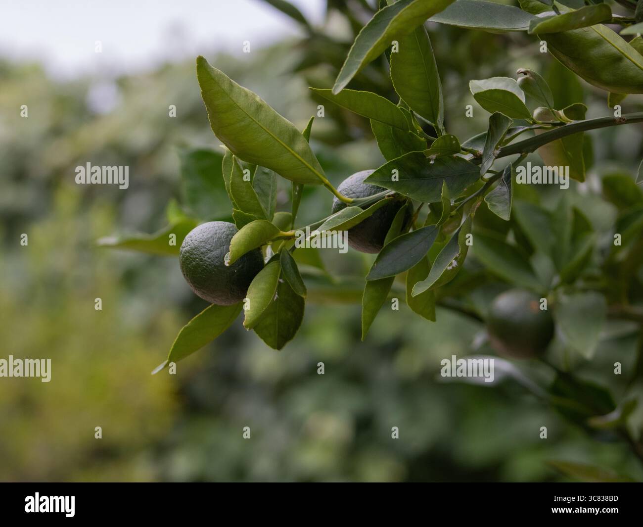 Close-up photograph of fresh green lime tree leaves and unripe limes ...