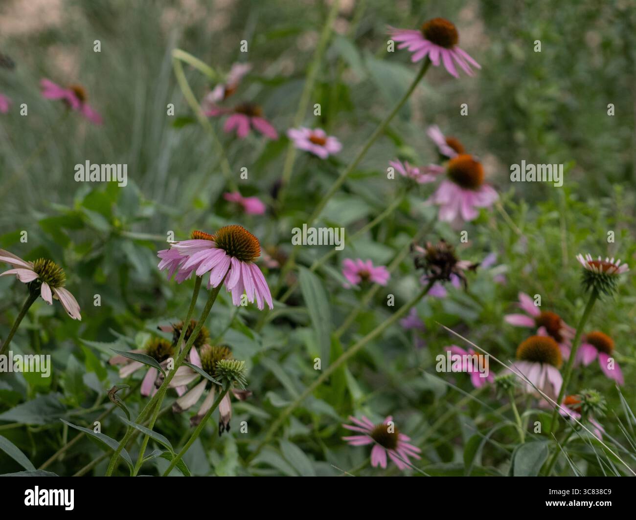 Close up of coneflower flowers or echinacea in the garden hi-res stock ...