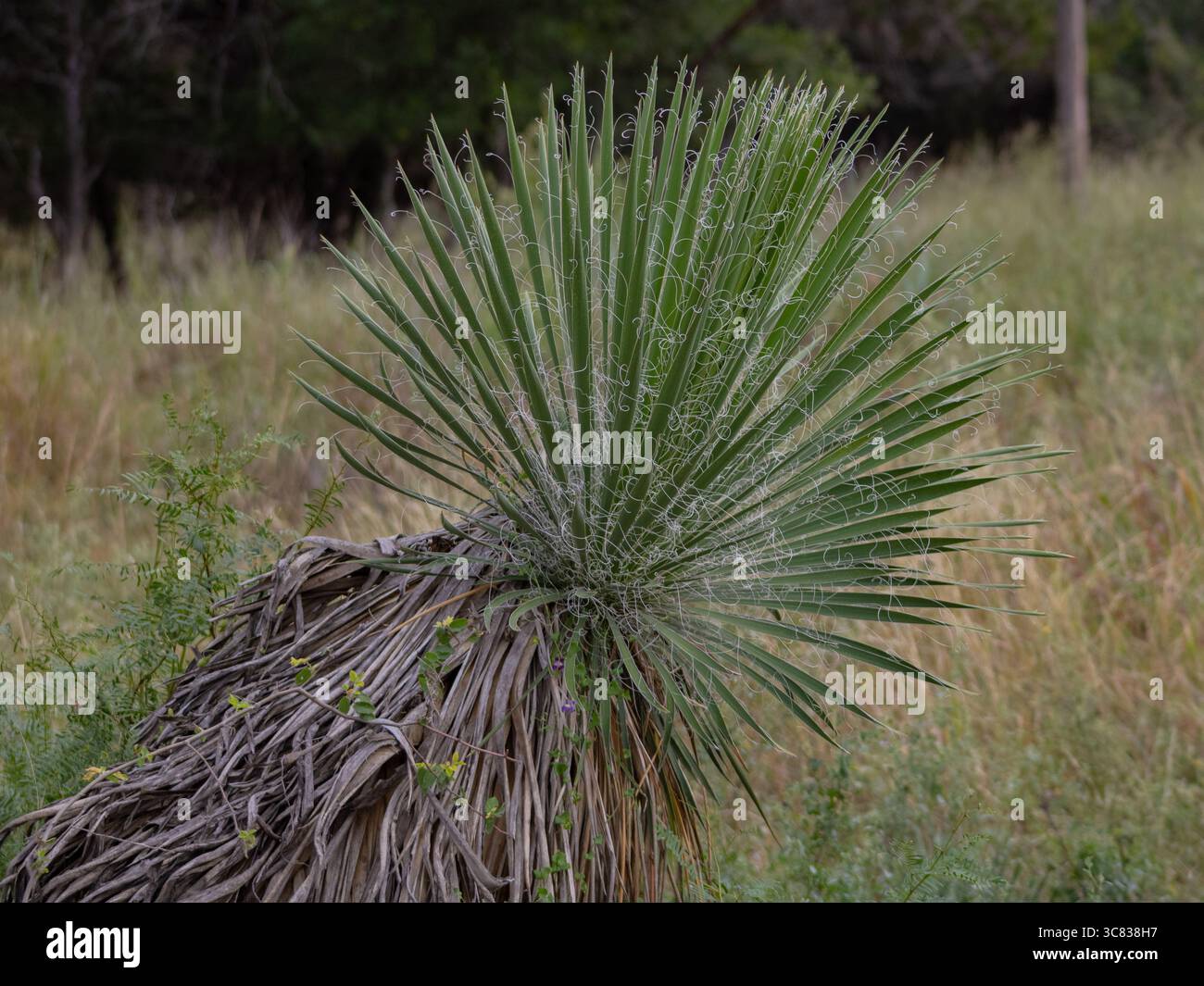 Buckley’s Yucca (Yucca constricta) Texas plant Stock Photo - Alamy
