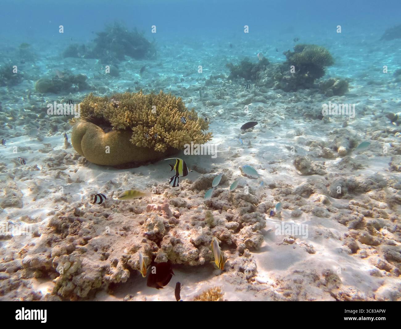 Undersea Coral Reef Vibrant Ecosystem Stock Photo - Alamy
