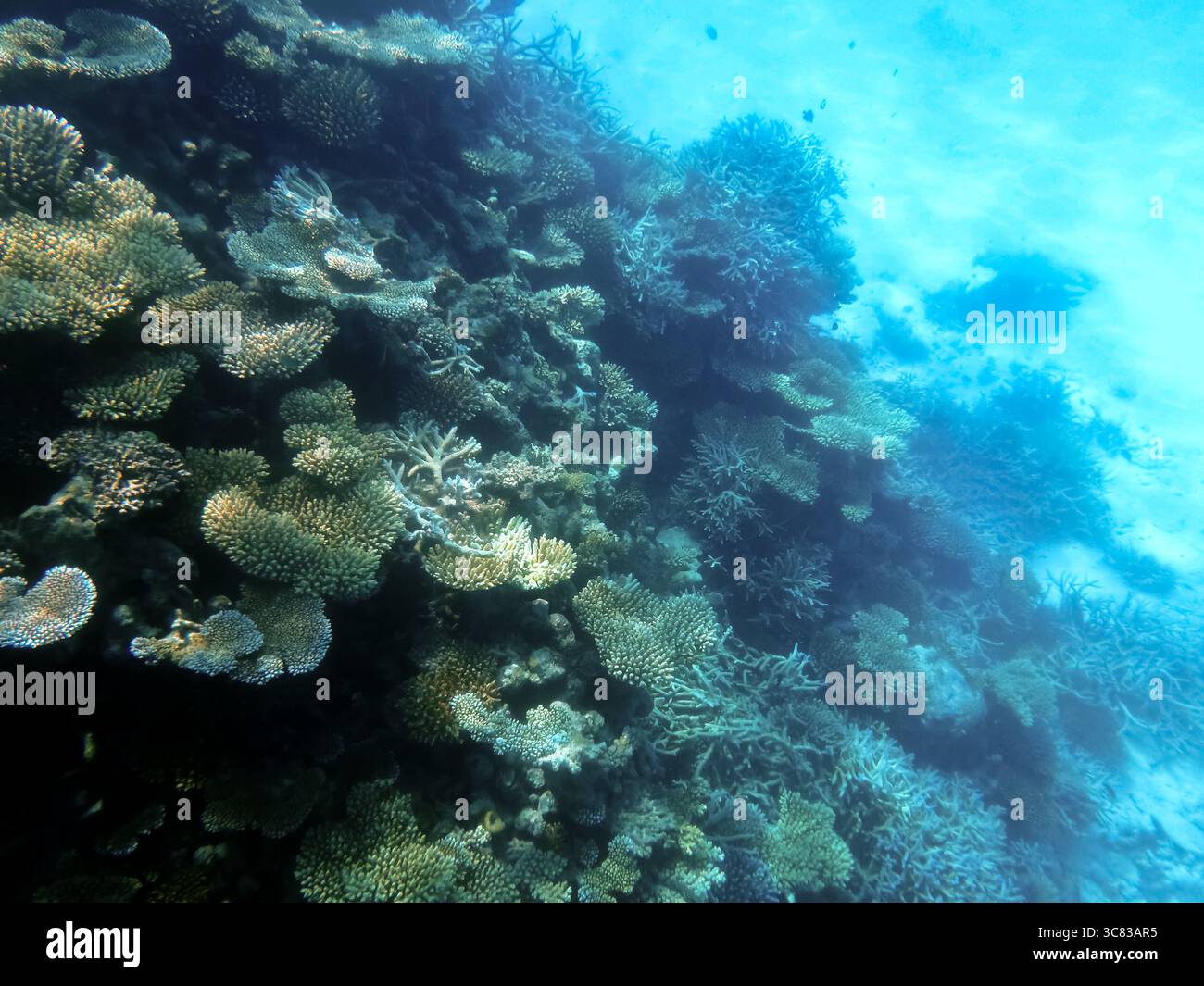 Undersea Coral Reef Vibrant Ecosystem Stock Photo - Alamy