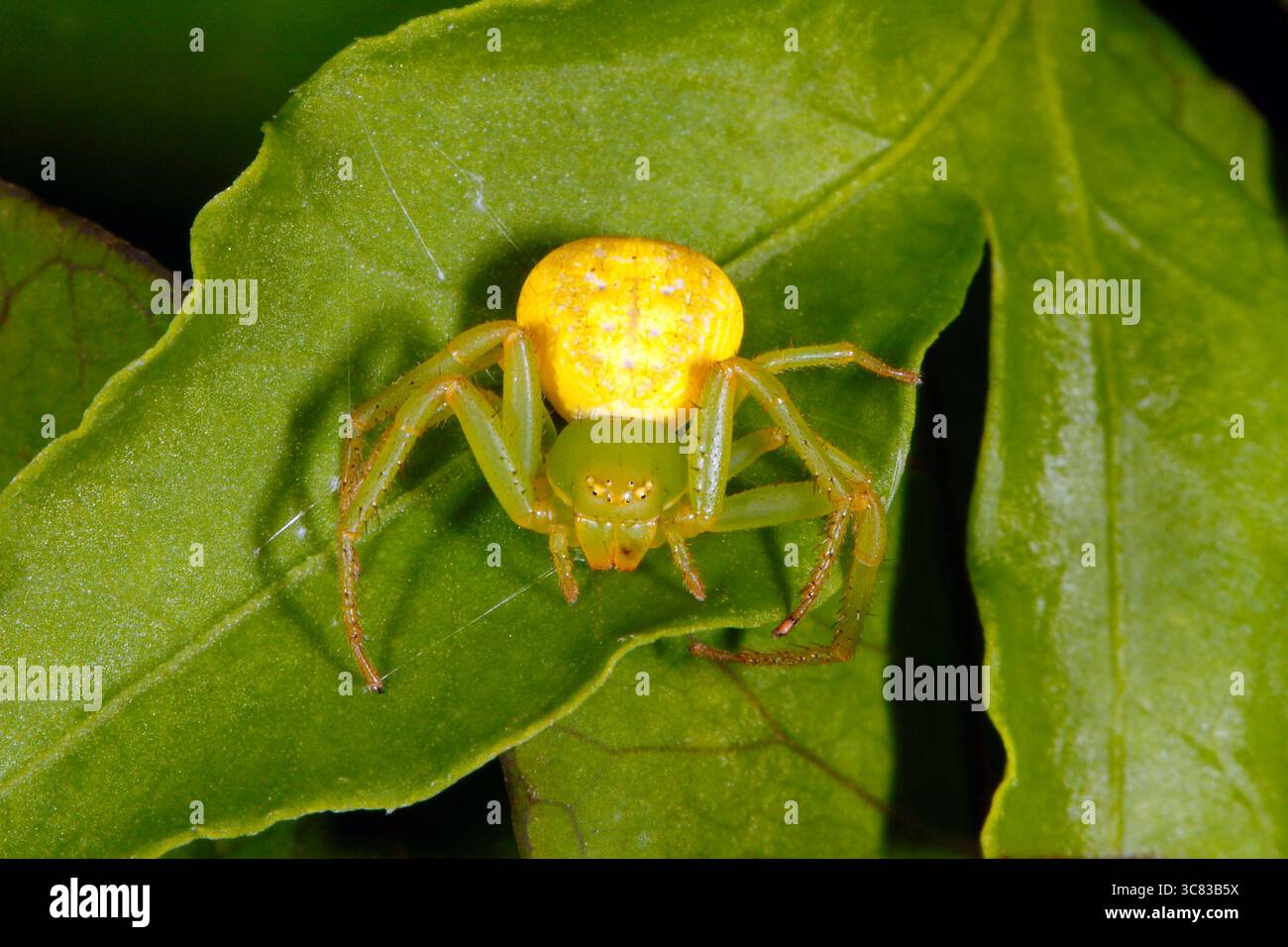 Lehtinelagia variabilis hi-res stock photography and images - Alamy