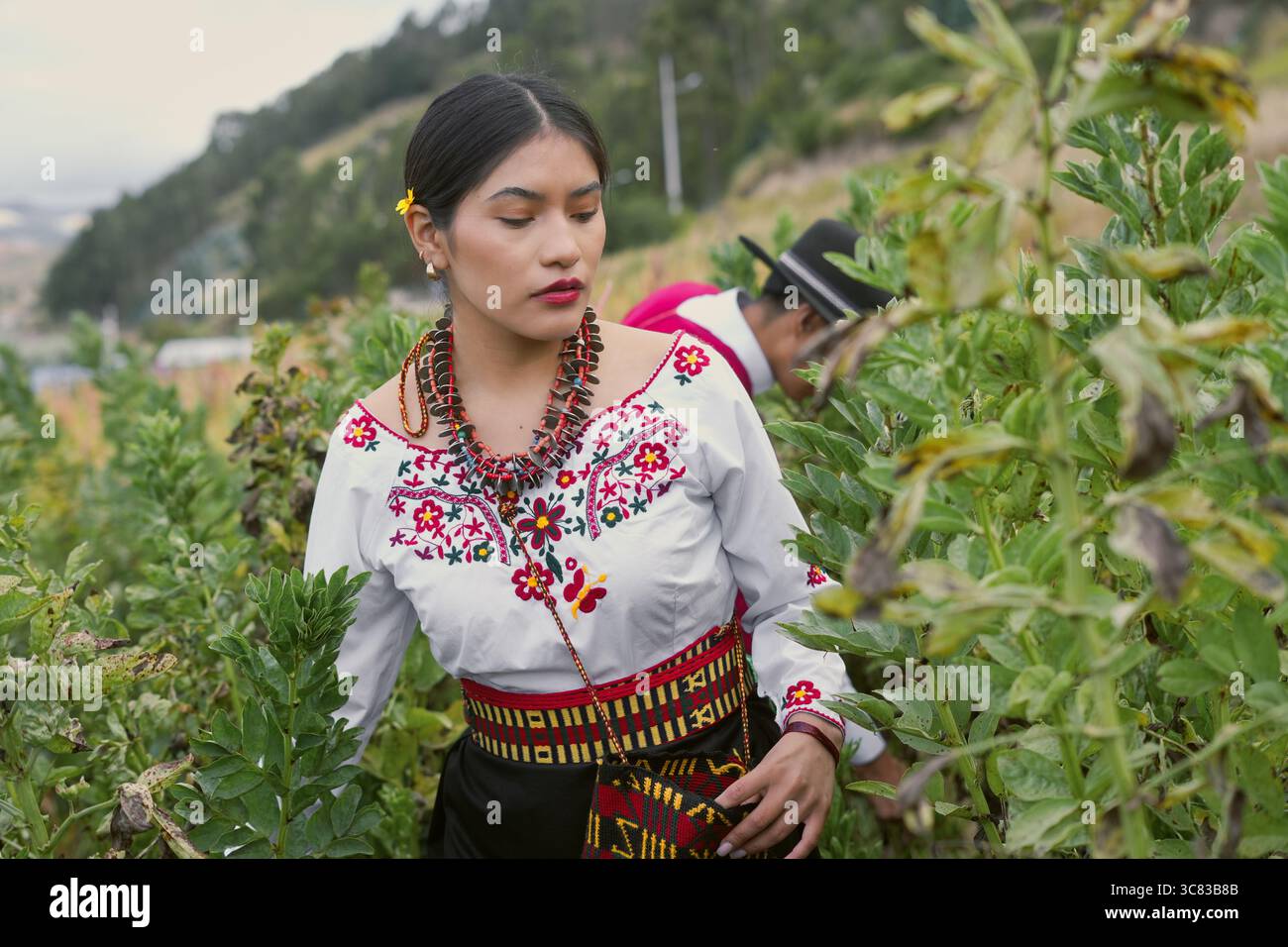 Indigenous woman wearing traditional clothes harvesting crops in the ...