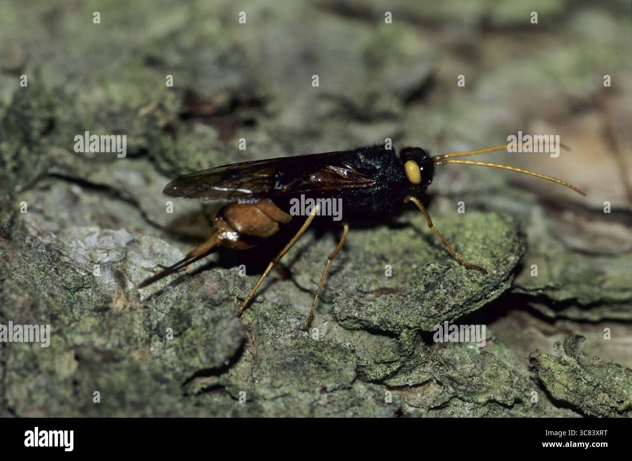 Giant wood wasp (Urocerus gigas Stock Photo - Alamy