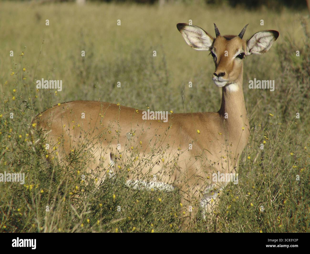 Impala, black heeler antelope (Aepyceros melampus melampus Stock Photo ...
