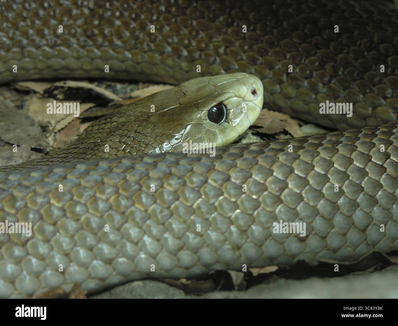 Taipan snake habitat hi-res stock photography and images - Alamy