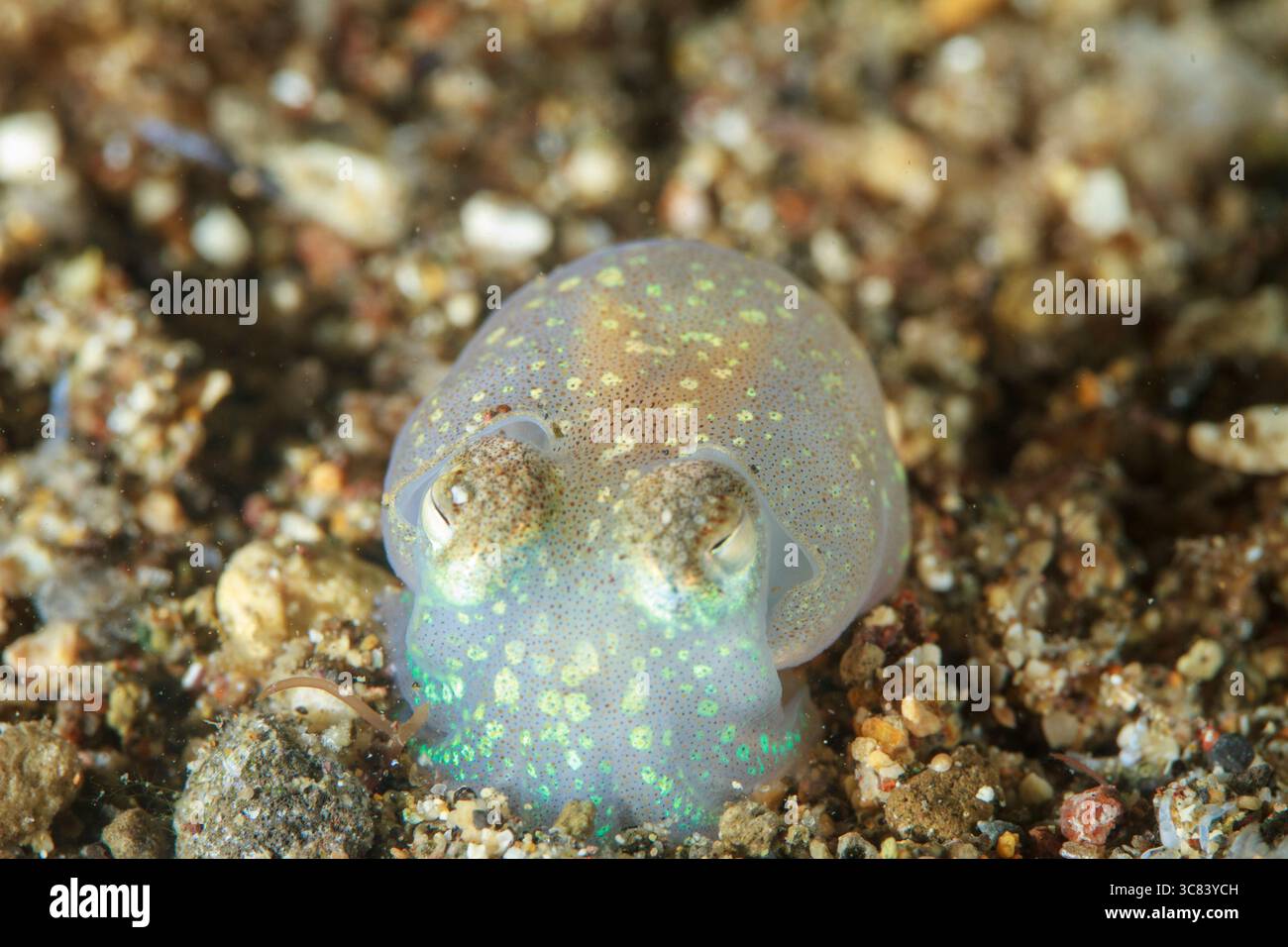 Small cuttlefish on sandy seabed hi-res stock photography and images ...