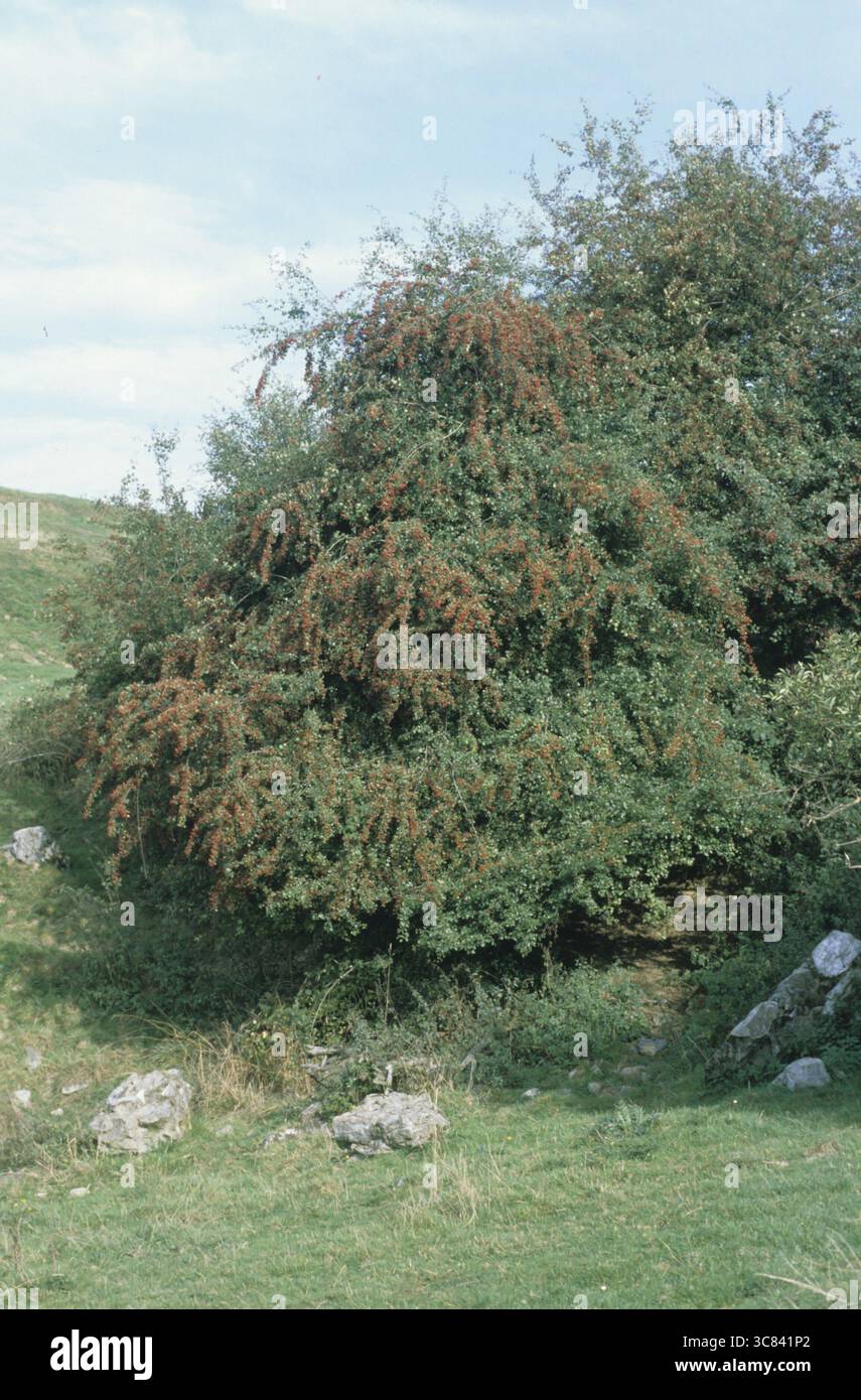 English hawthorn crataegus laevigata hi-res stock photography and ...