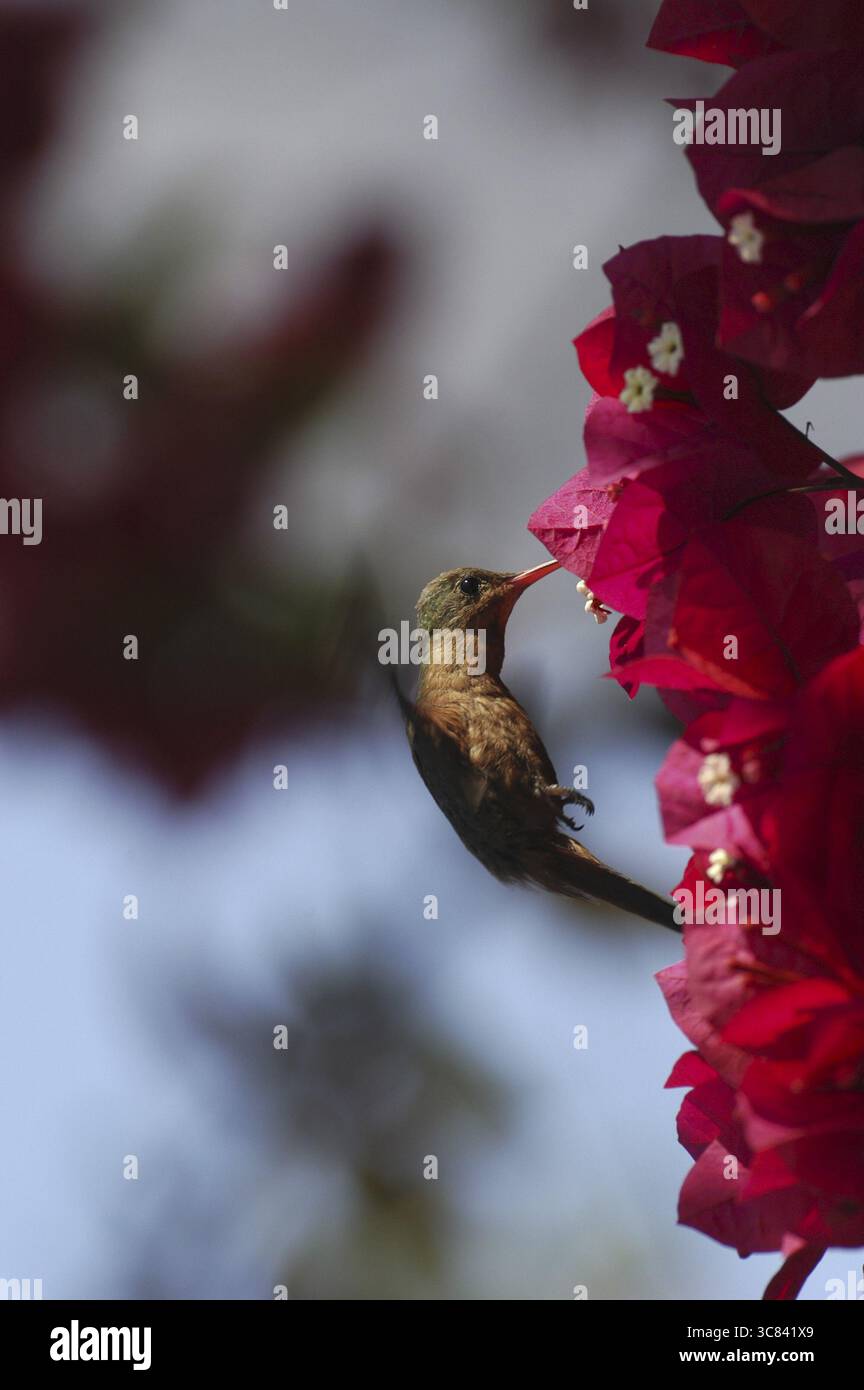 Cinnamon hummingbird amazilia rutila hi-res stock photography and ...