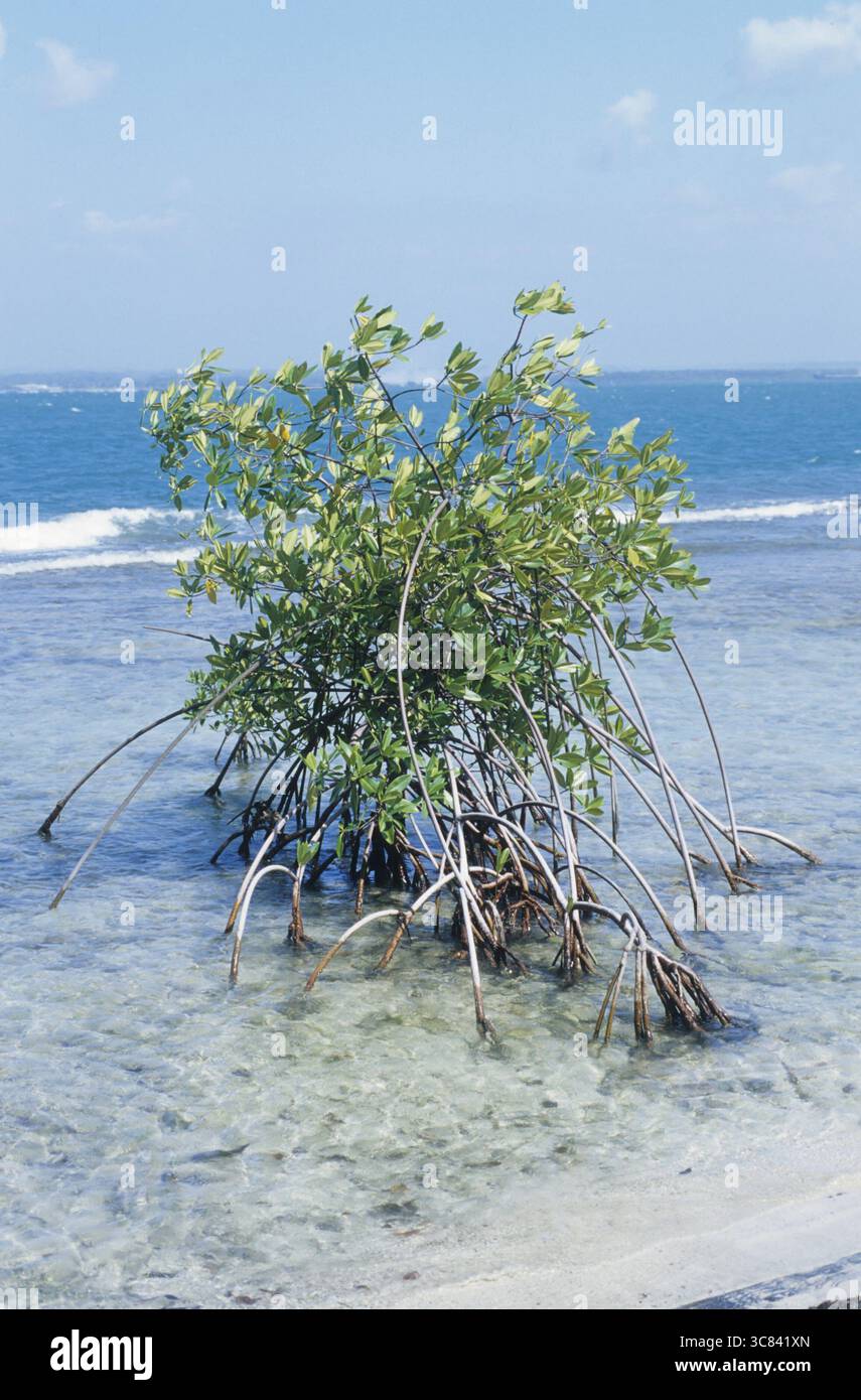 Red mangrove tree rhizophora hi-res stock photography and images - Alamy