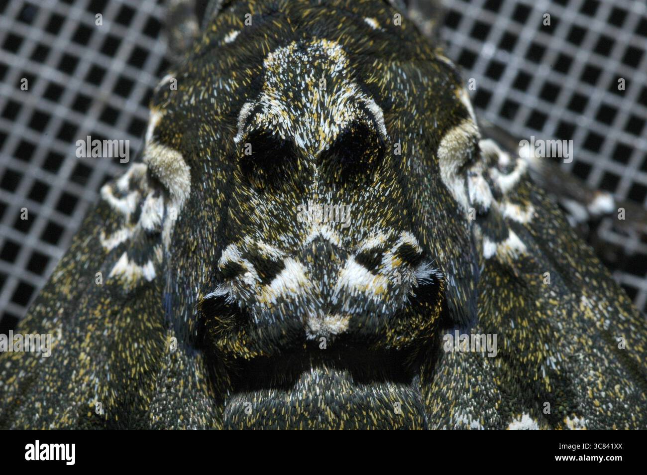 Panama hawkmoth with face (Sphingidae Stock Photo - Alamy