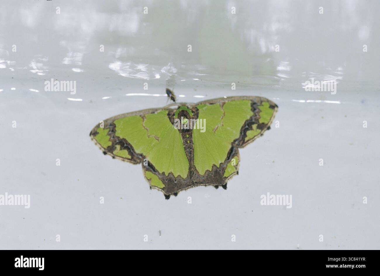 Green moth (Geometridae Stock Photo - Alamy