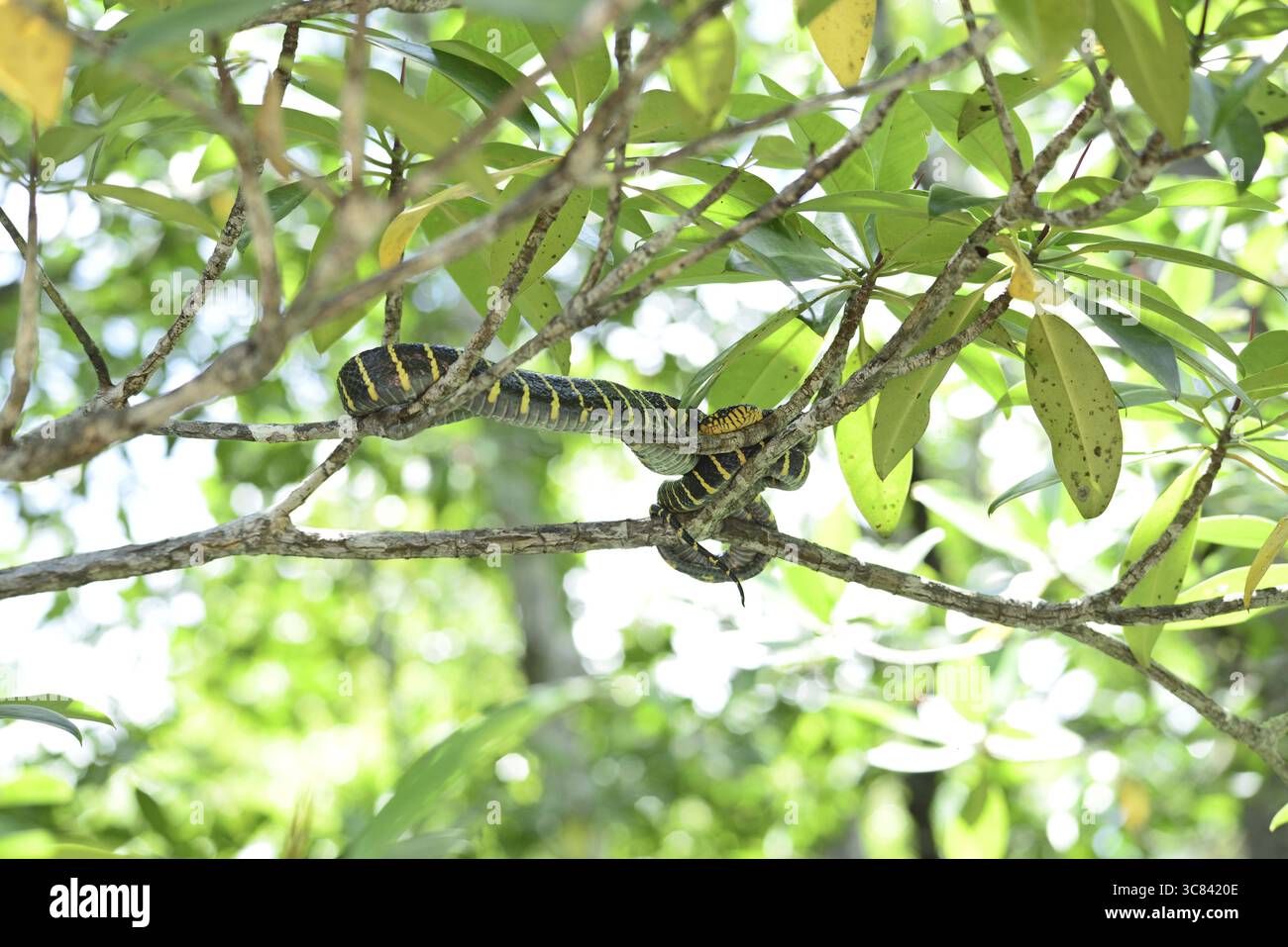 Mangrove night tree snake (Boiga dendrophila multicincta Stock Photo ...
