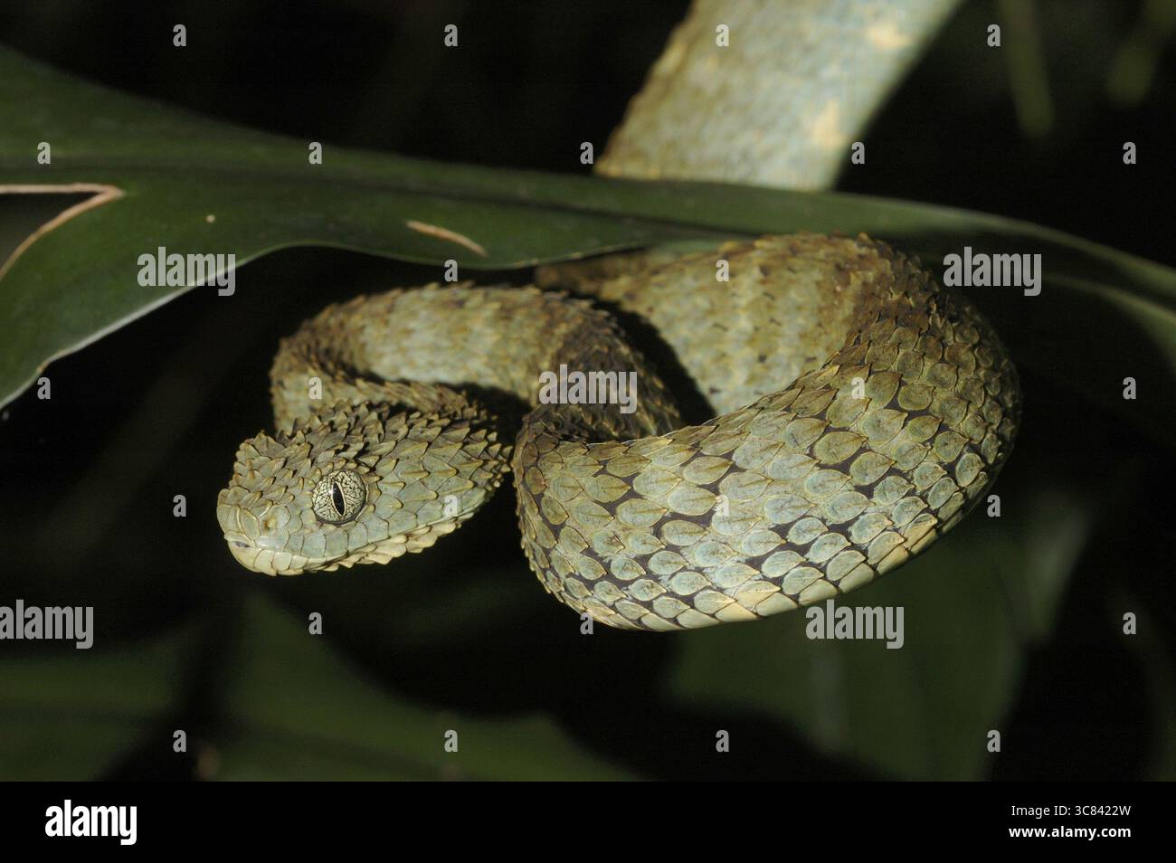Variable bush viper hi-res stock photography and images - Alamy