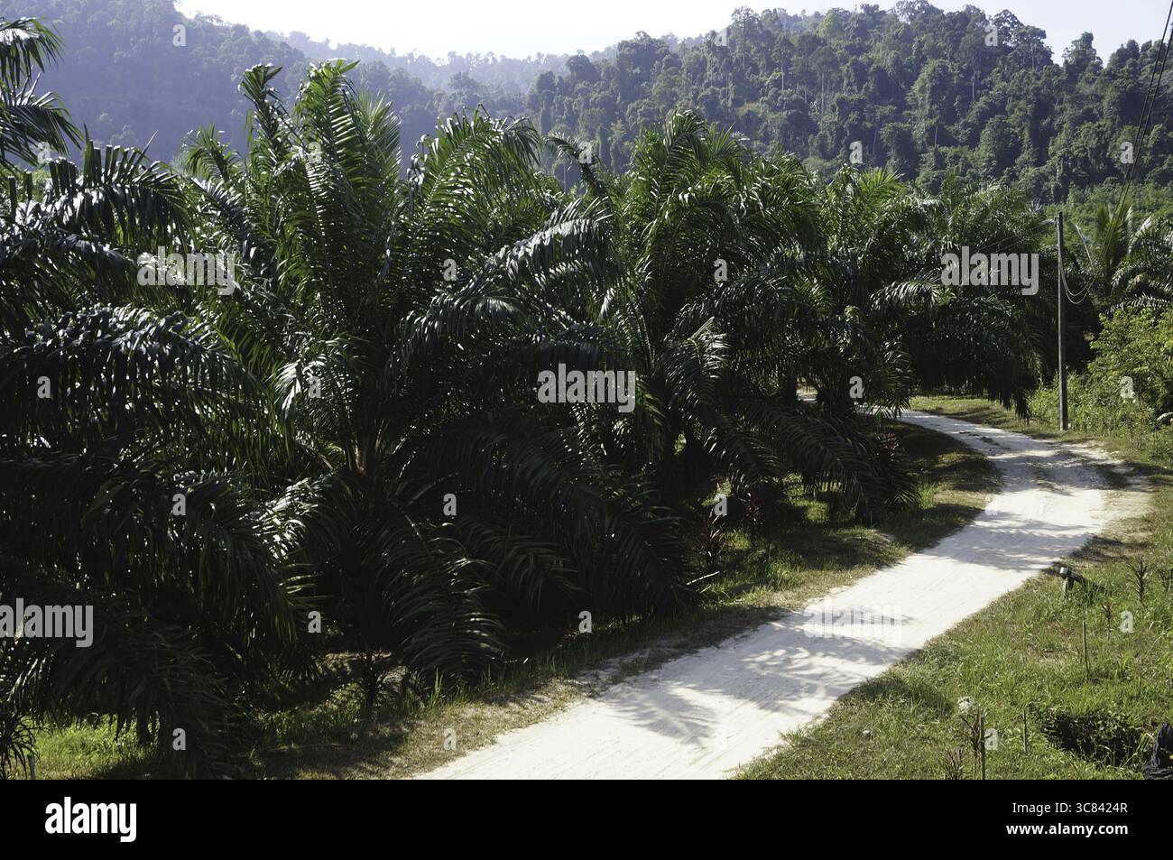 A street in the jungle from thailand Stock Photo - Alamy