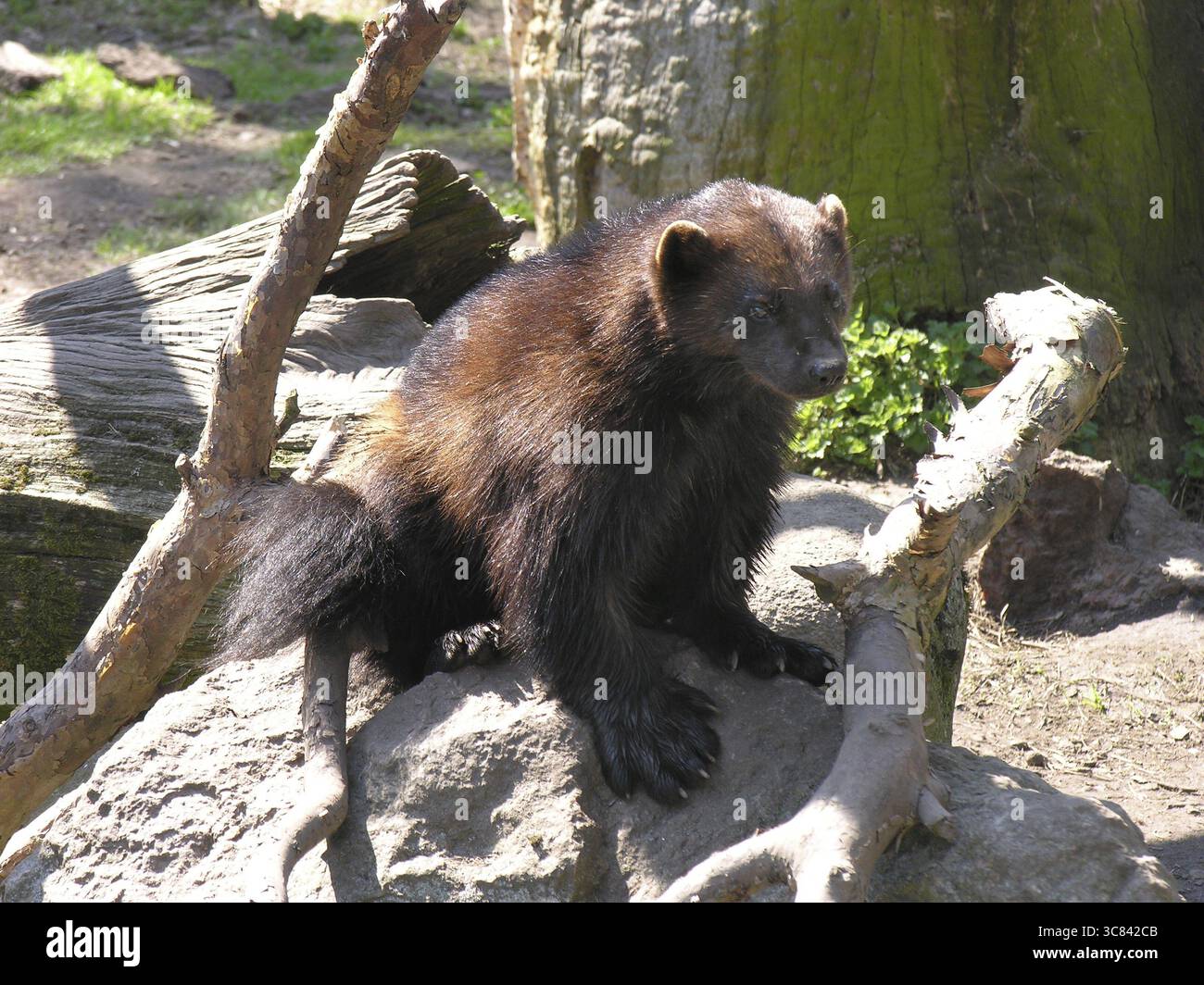 Wolverine animal with prey hi-res stock photography and images - Alamy