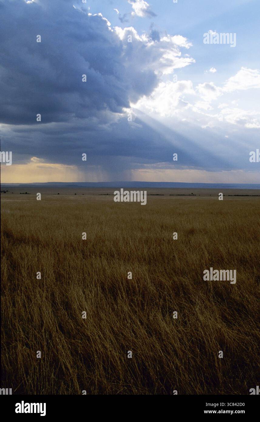 Rainy grassland hi-res stock photography and images - Alamy