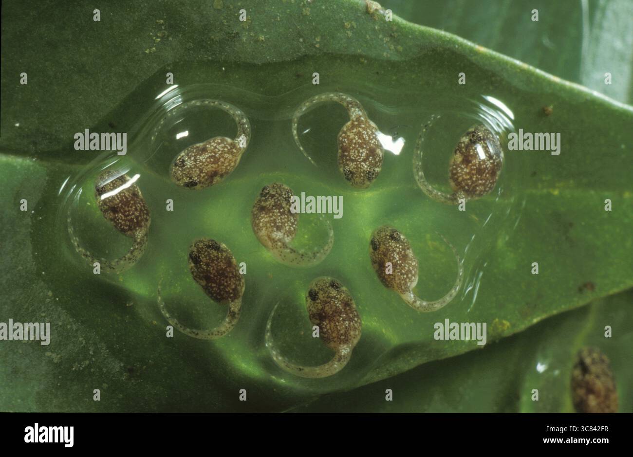 Tadpoles on leaf hi-res stock photography and images - Alamy