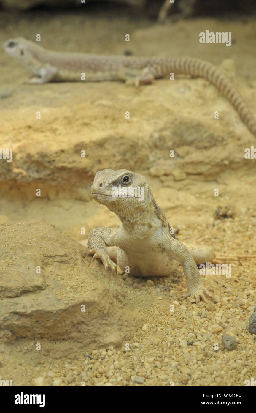 Desert iguana (Dipsosaurus dorsalis dorsalis Stock Photo - Alamy
