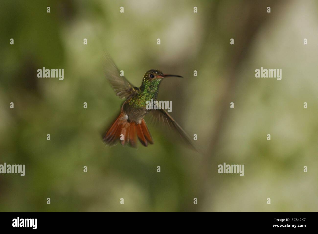 Brown-tailed amaranth (Amazilia zacatl Stock Photo - Alamy