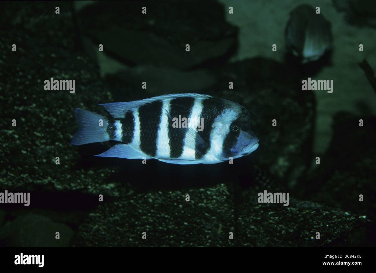 Frontosa cichlid cyphotilapia fish hi-res stock photography and images ...