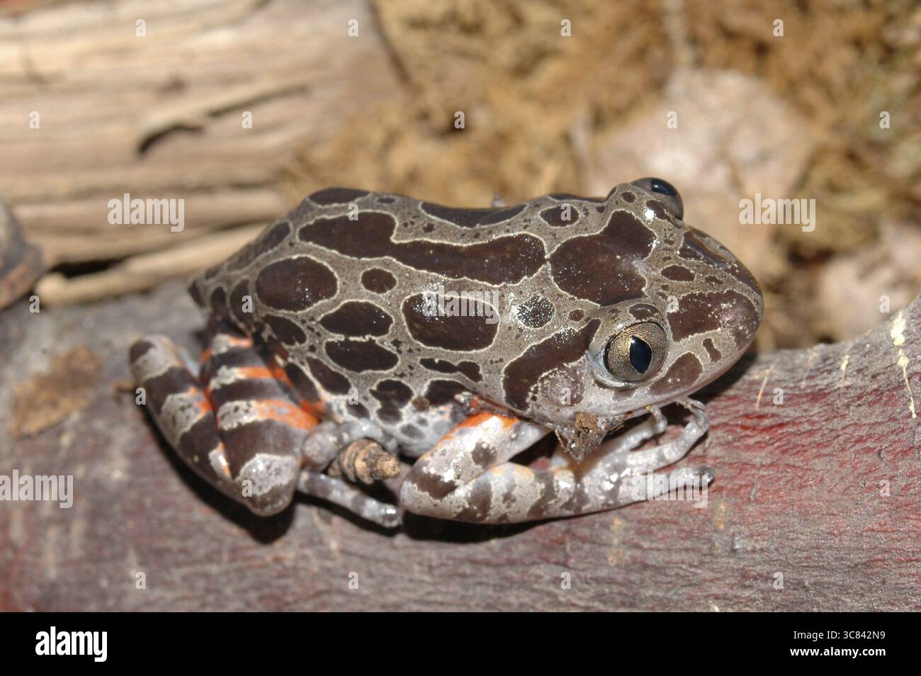 Spotted racing frog (Phlyctimantis maculatus Stock Photo - Alamy