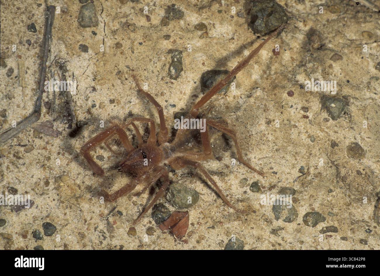 Camel spiders wind scorpions hi-res stock photography and images - Alamy