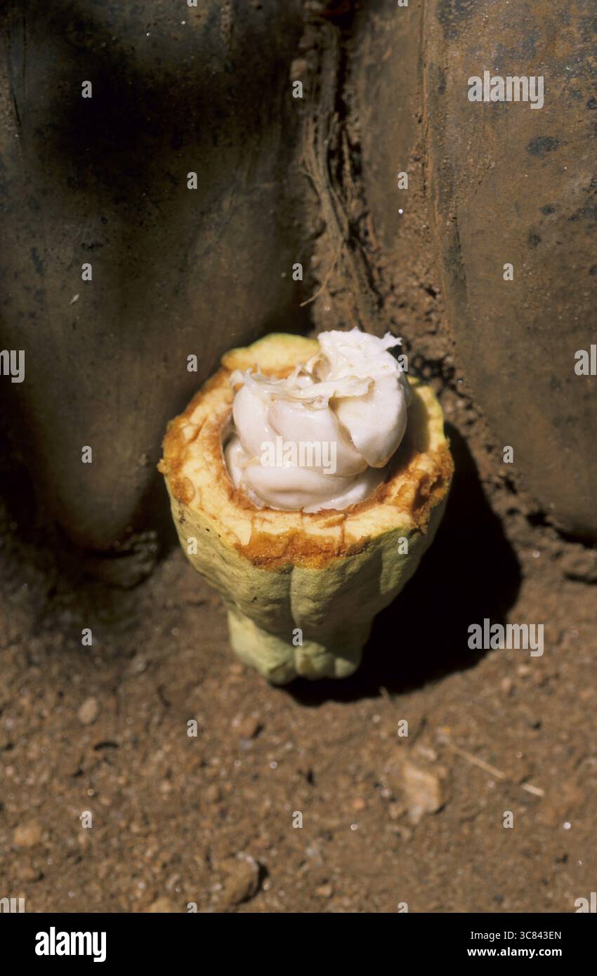 Real cocoa tree (Theobroma cacao Stock Photo - Alamy
