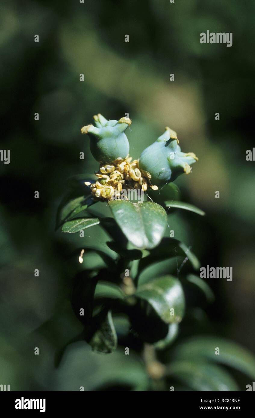 European boxwood (Buxus sempervirens Stock Photo - Alamy