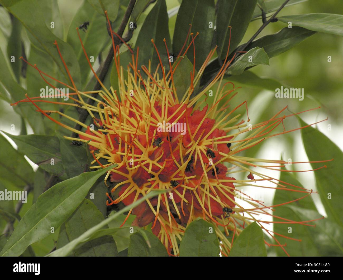 Rose of Venezuela (Brownea grandiceps Stock Photo - Alamy