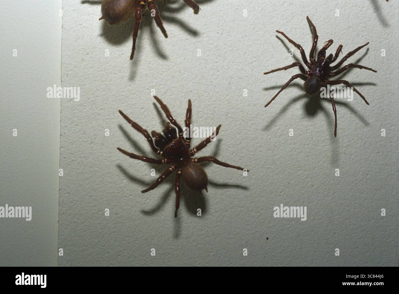 Australian orb weaving spider hi-res stock photography and images - Alamy