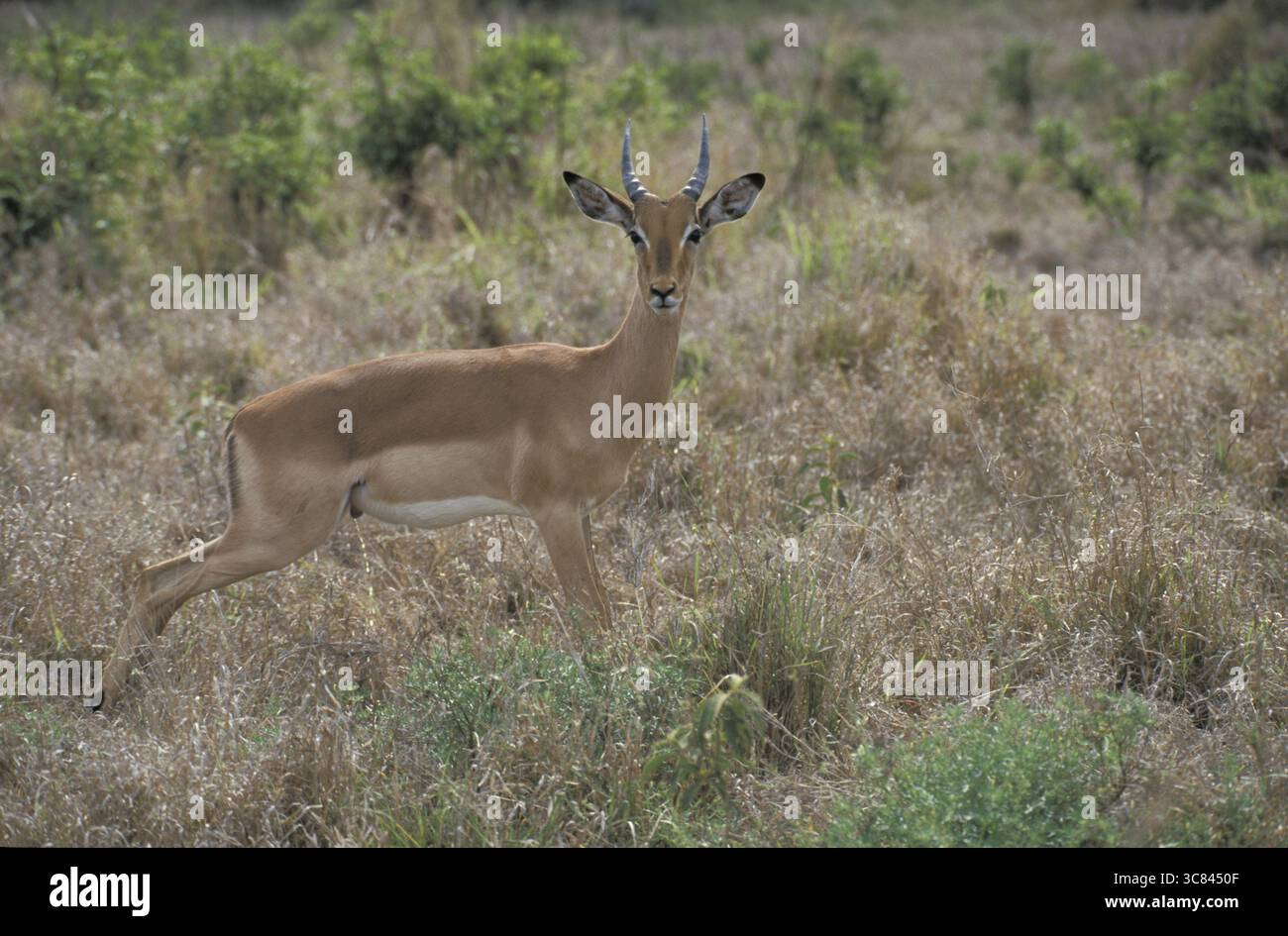 Impala antelope (Aepyceros melampus Stock Photo - Alamy