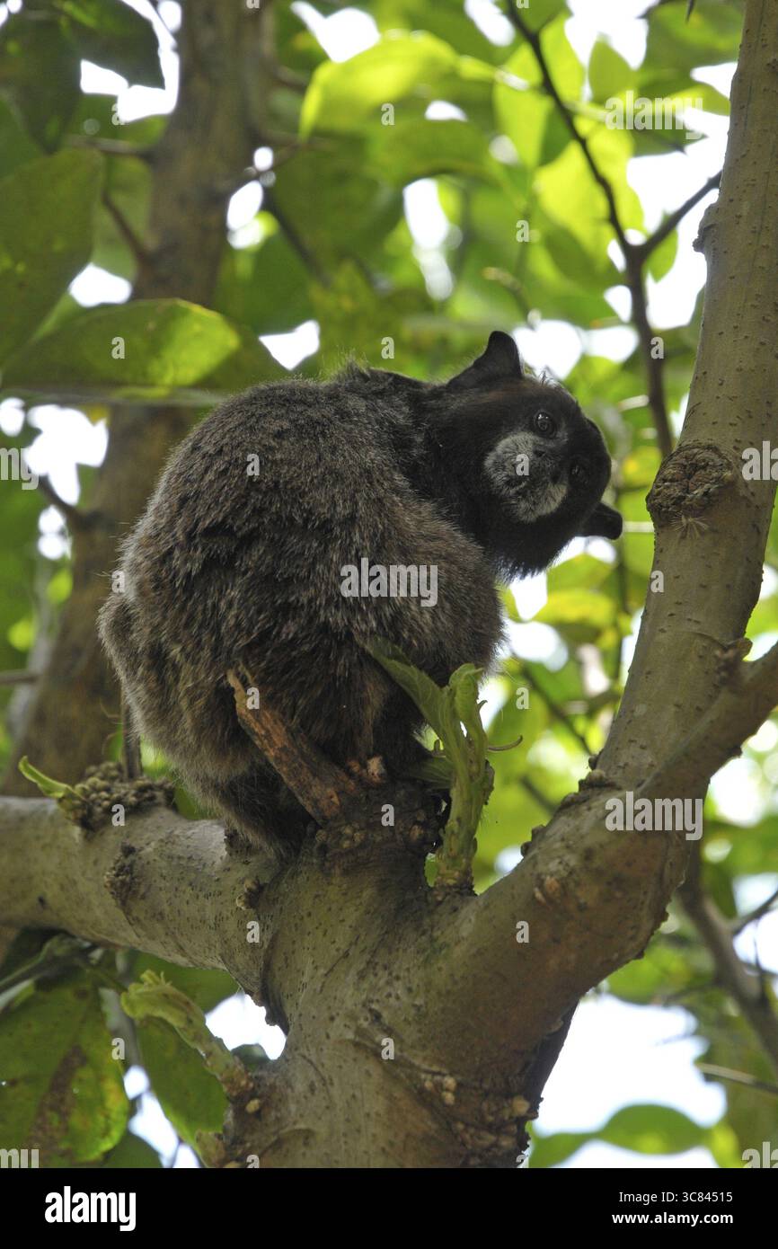 Rio Napo tamarin (Leontocebus nigricollis graellsi Stock Photo - Alamy