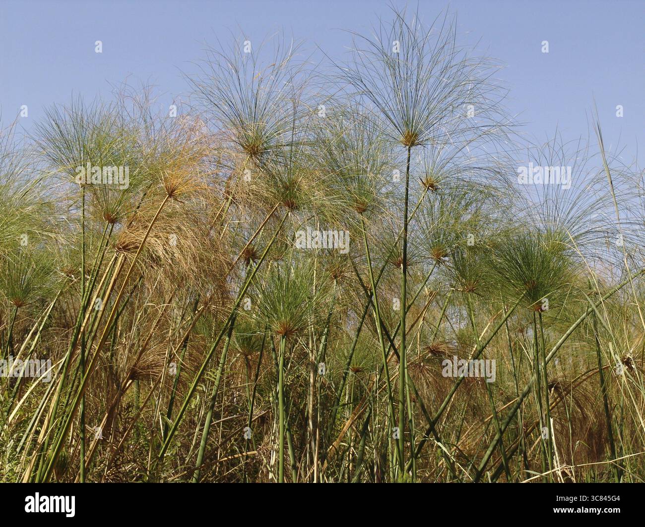 Cyper grass hi-res stock photography and images - Alamy
