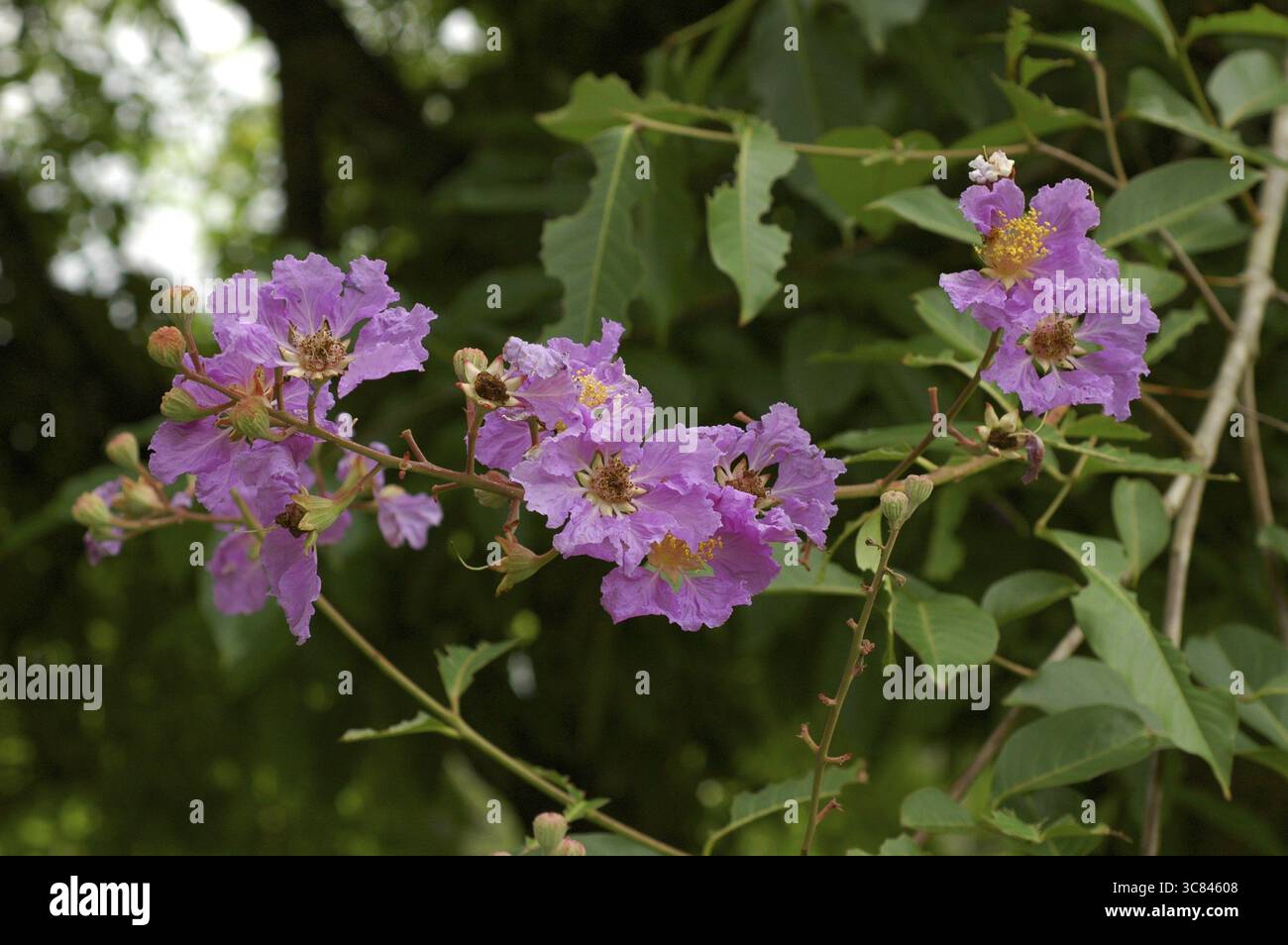 Banaba (Lagerstroemia speciosa Stock Photo - Alamy